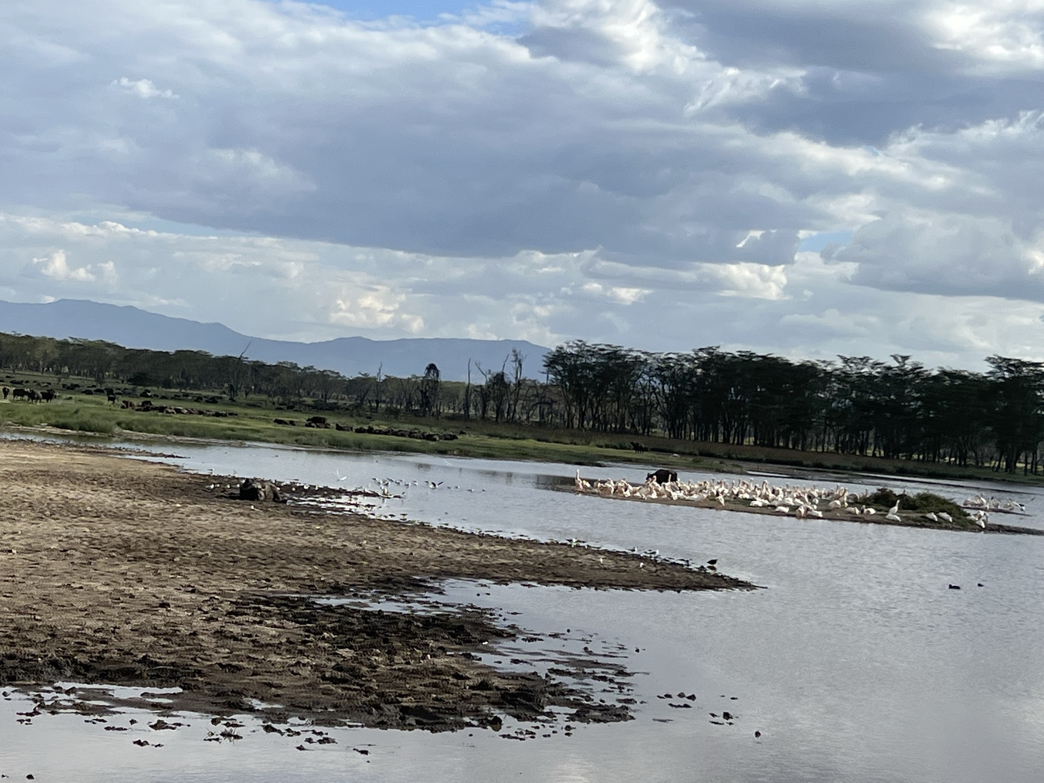 Kenya Trip Part 11 – Lake Nakuru and Mbweha Camp – Empty Nester Miles