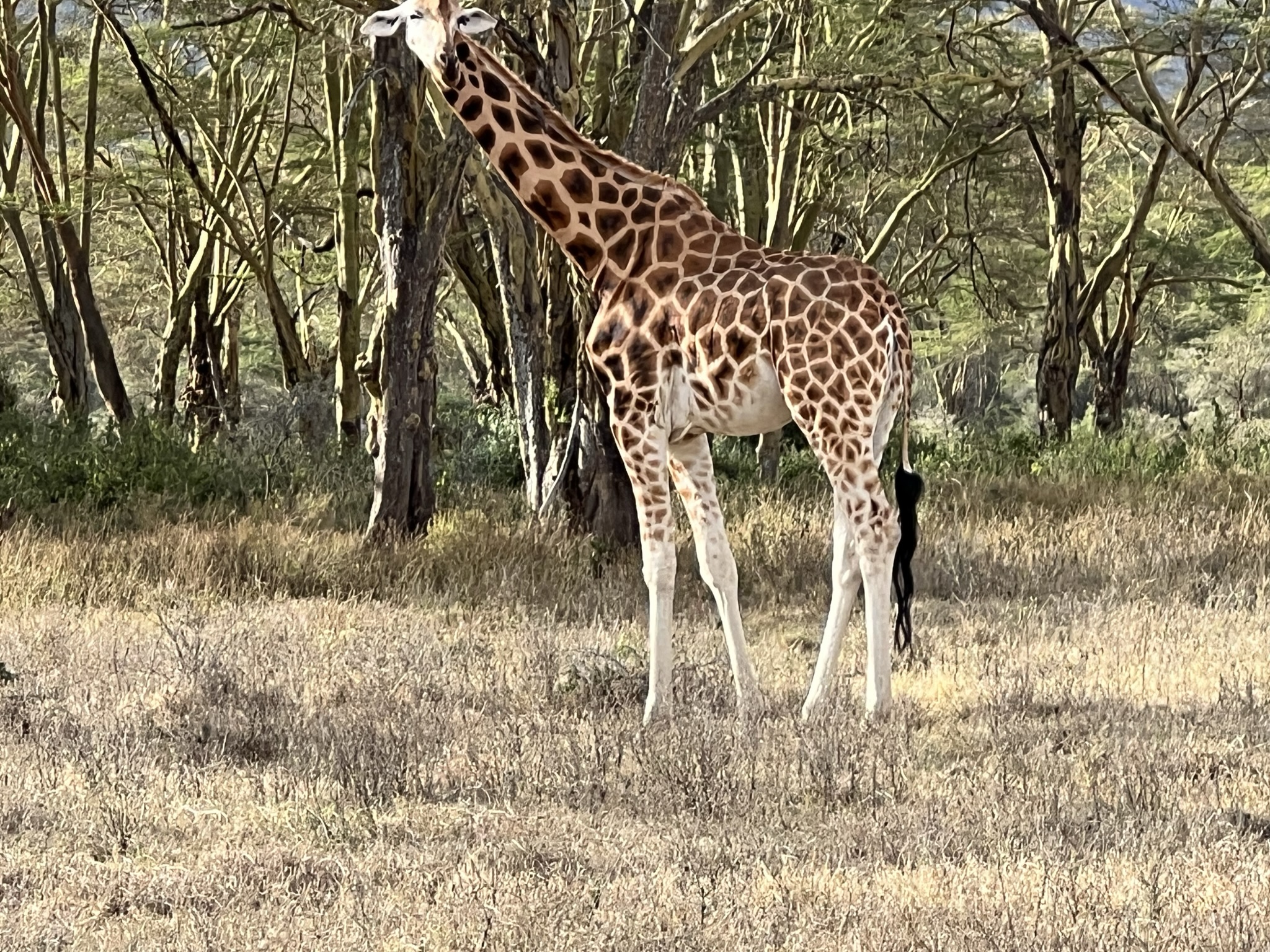 Kenya Trip Part 11 – Lake Nakuru and Mbweha Camp – Empty Nester Miles