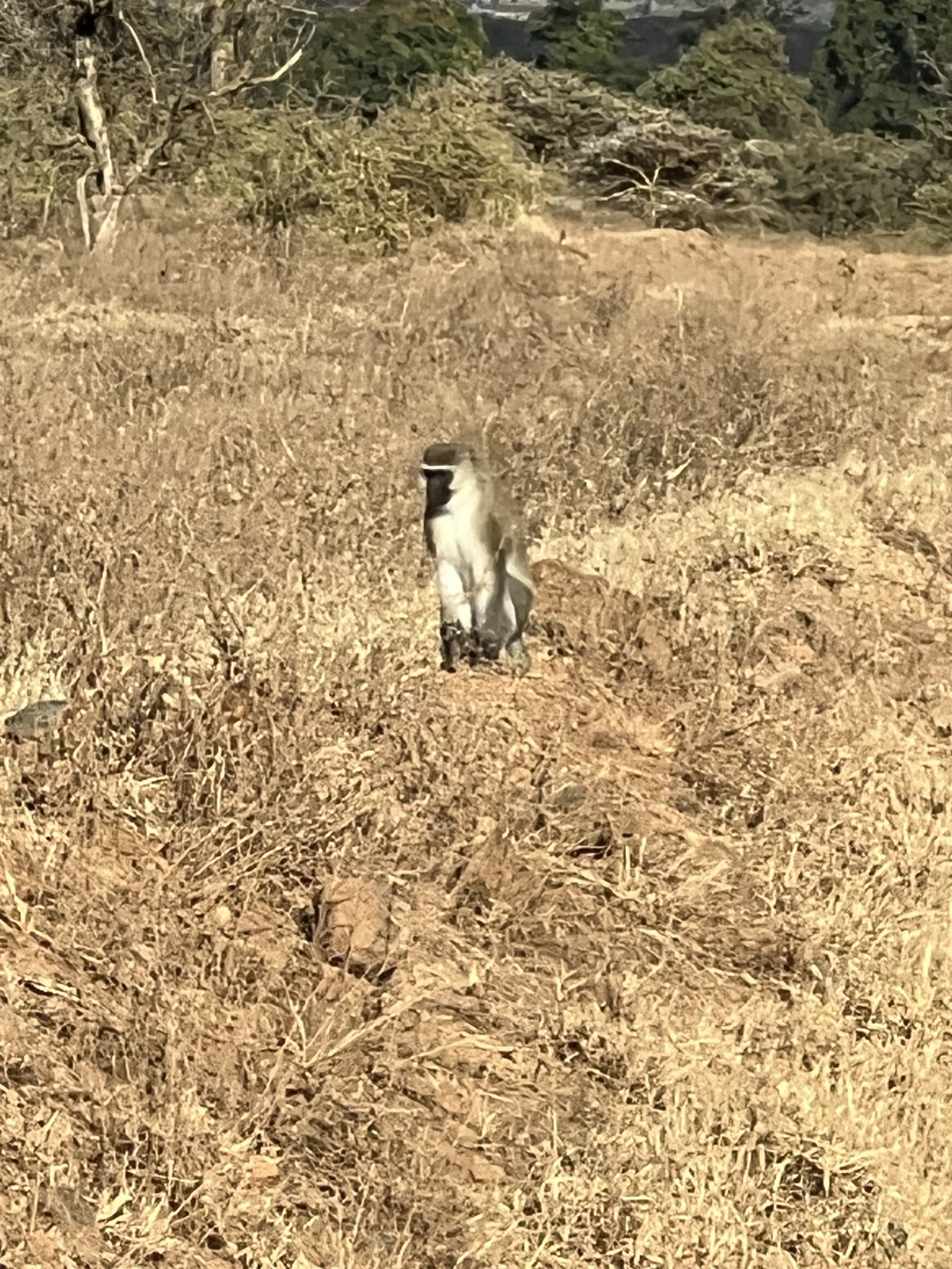 Kenya Trip Part 11 – Lake Nakuru and Mbweha Camp – Empty Nester Miles