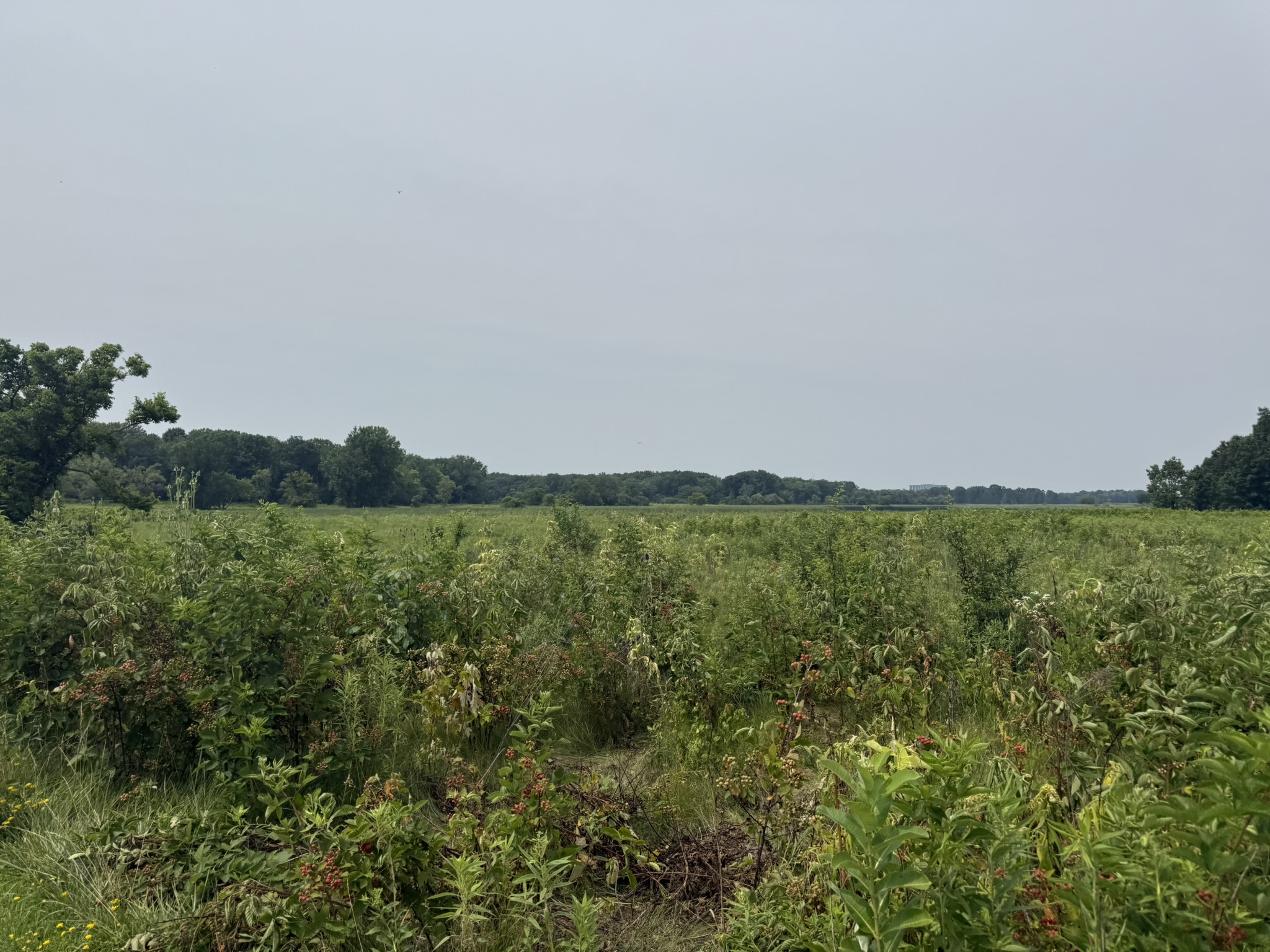 YOLO Solo Trip Part 2 – Chicago O’Hare Layover: Busse Woods Loop Trail ...